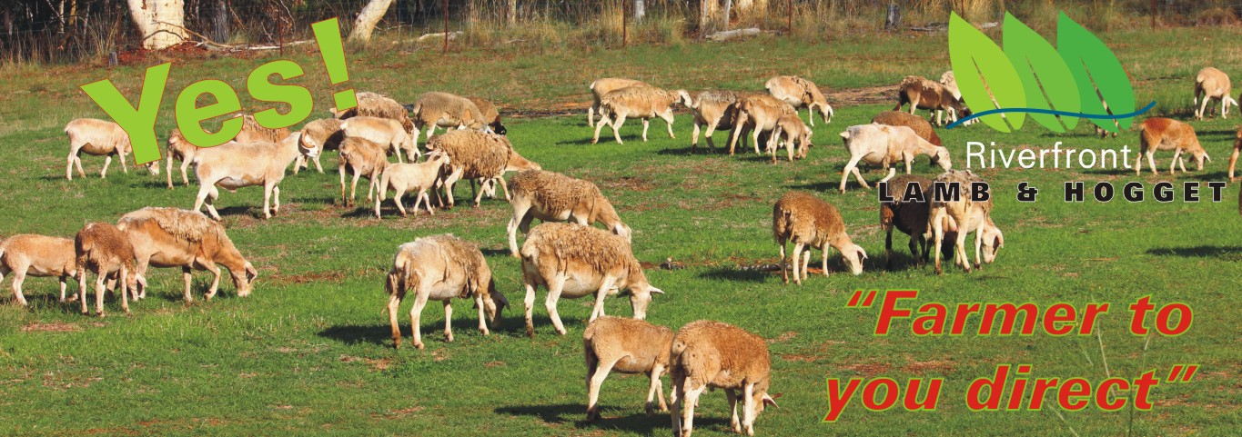 Riverfront Lamb & Hogget - Warrumbungle Flower Farm